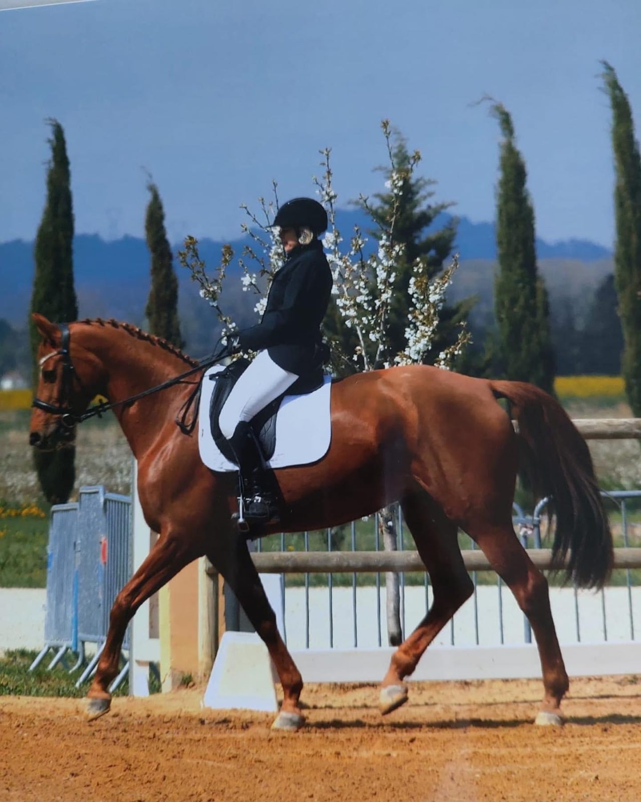 Organisation de concours - Le Deven - Régie équestre